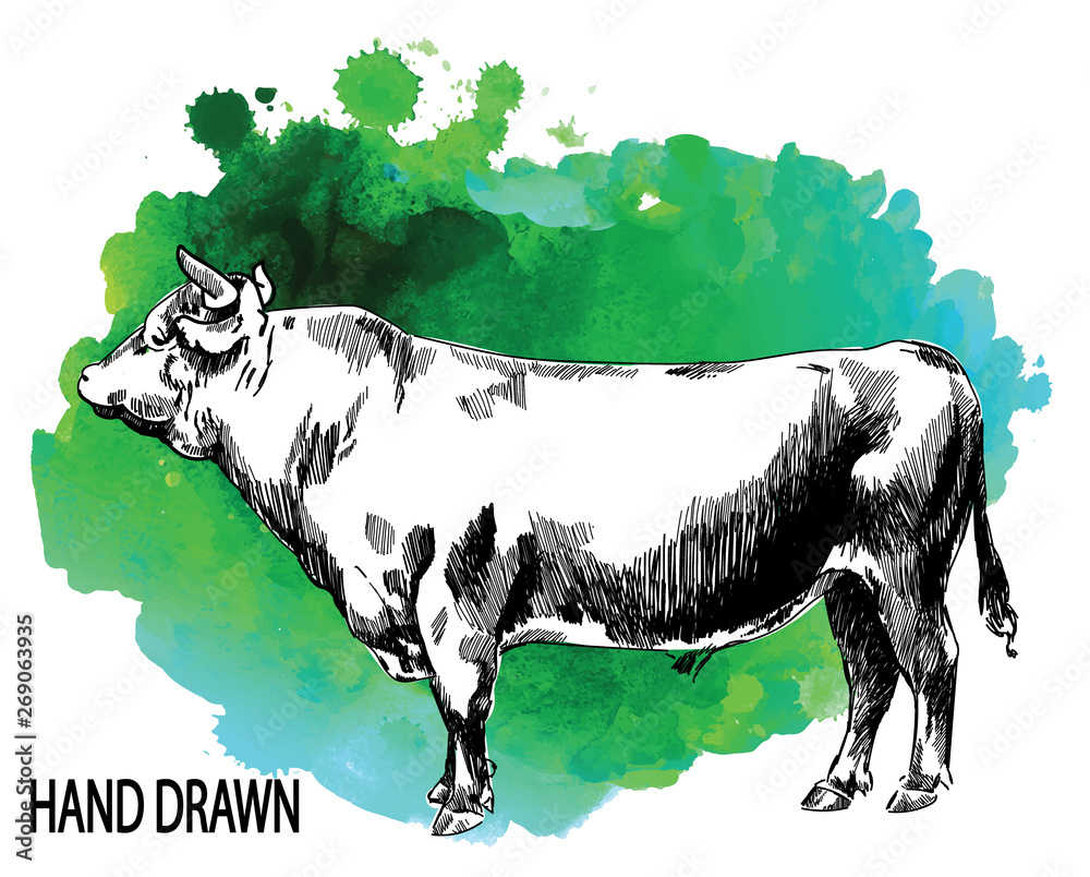 Big young bull. Cow. Drawing by hand in vintage style. Children's ...