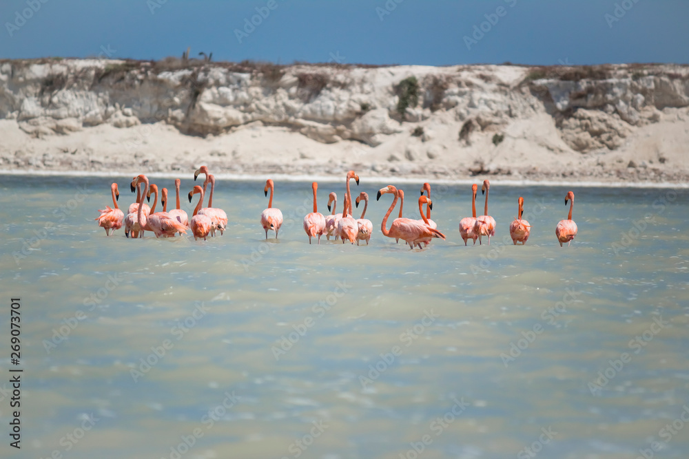 Flamingos are on the river. Some flamingos are flying over the river in ...