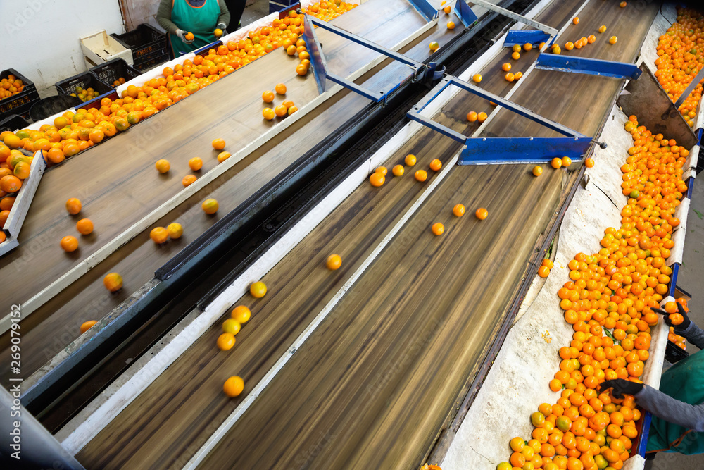 Industrial production sorting line of citrus fruits in packing plant ...