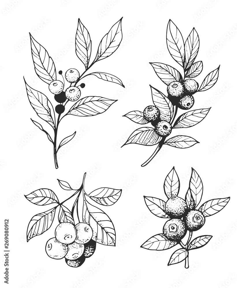 Set of branches with berries. Outline with transparent background. Hand ...