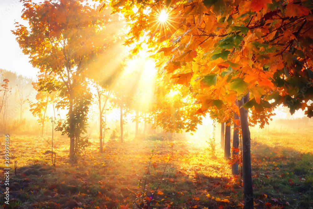 Sunlight Through Autumn Trees