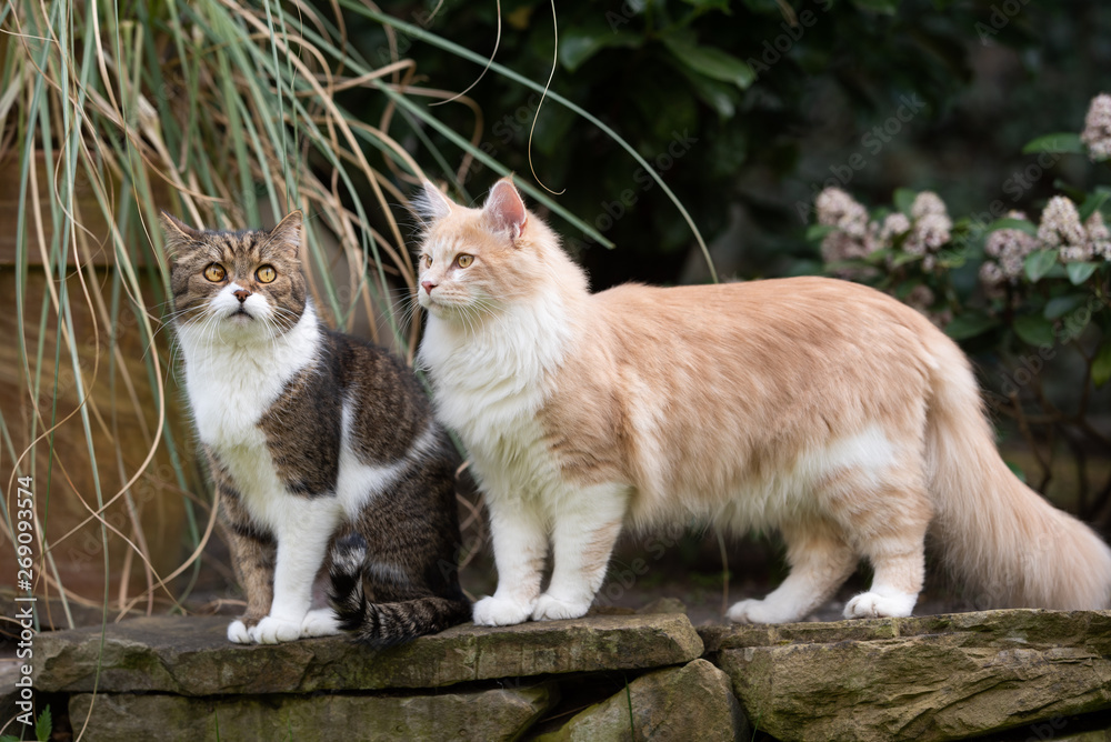 two cats standing on a natural stone wall outdoors looking in different ...
