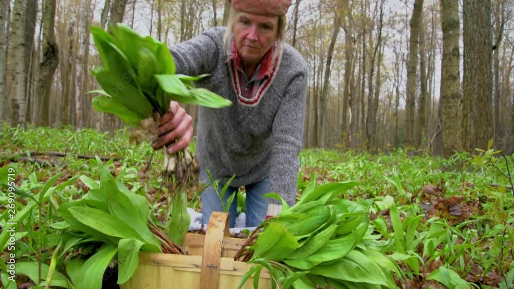 Woman foraging for wild leeks (ramps) in a forest in the spring Stock ...