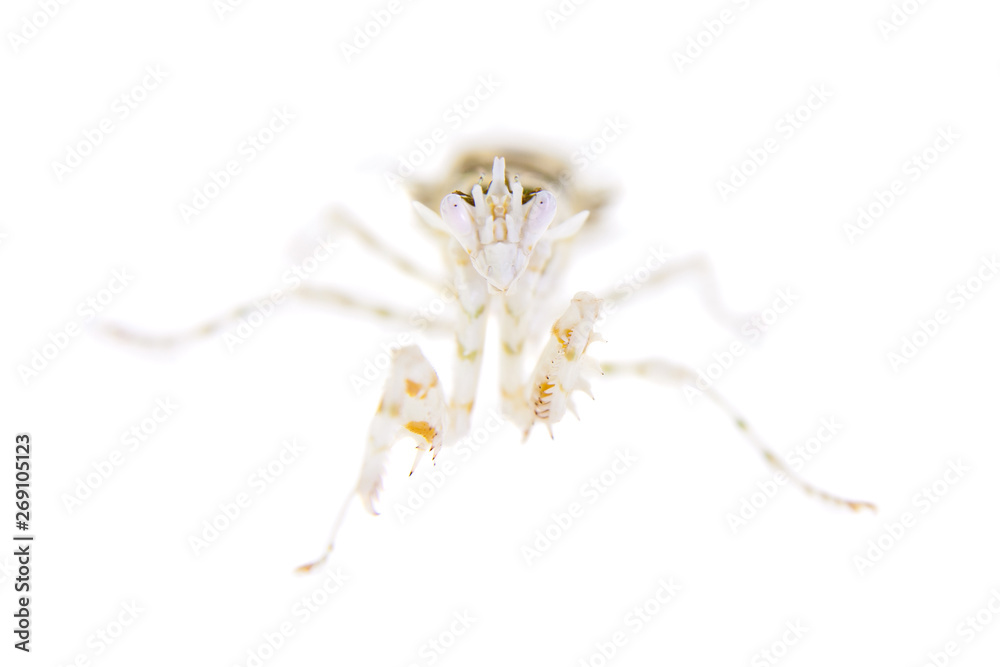 Spiny flower praying mantis, Pseudocreobotra wahlbergii, on white Stock ...