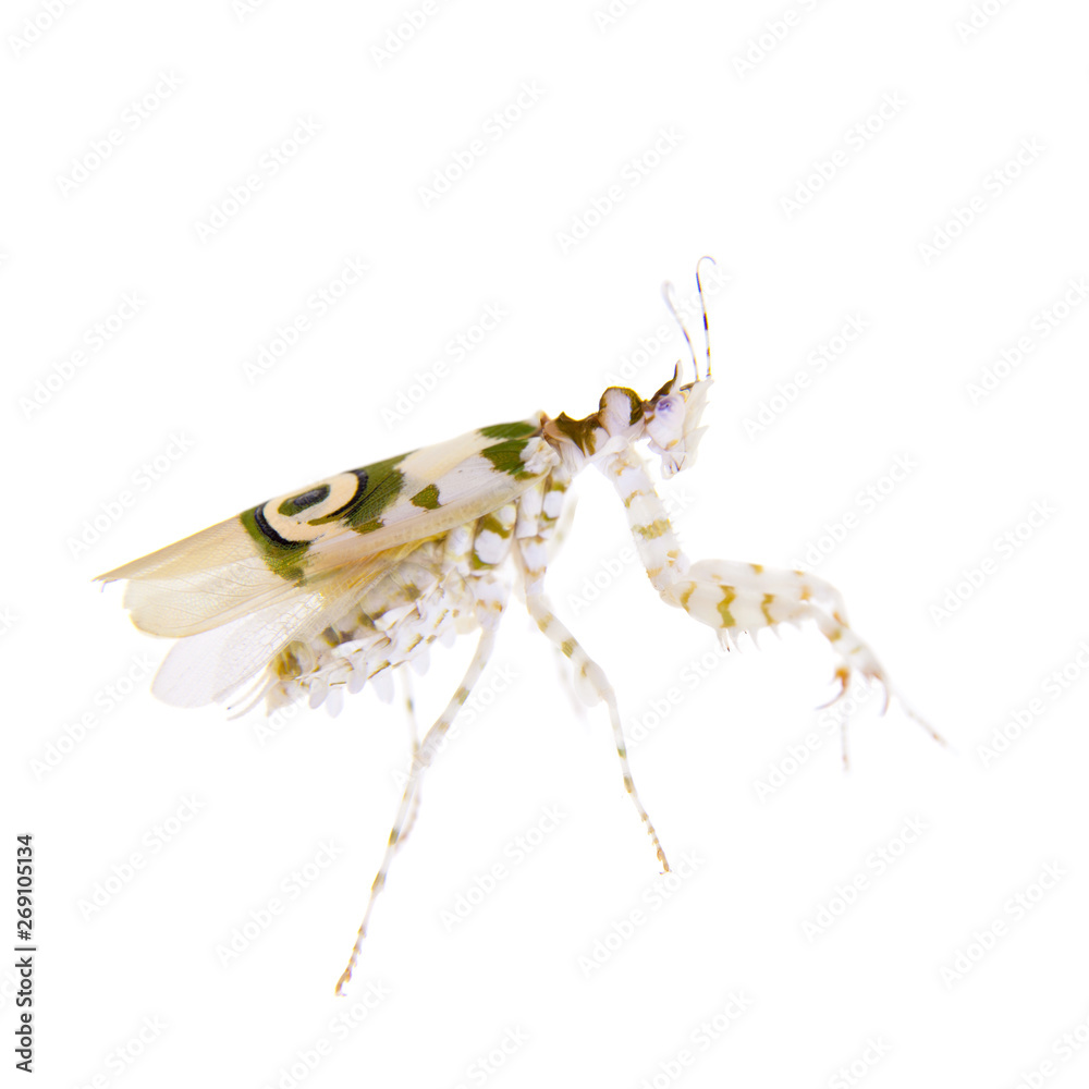 Spiny flower praying mantis, Pseudocreobotra wahlbergii, on white Stock ...