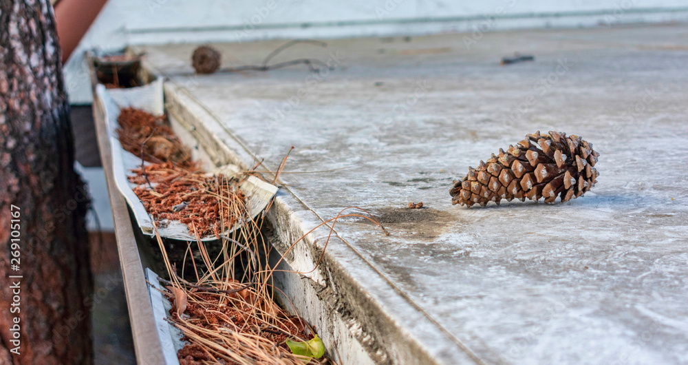 Roof gutter clogged with leaves, pine needles and debris. Damaged ...