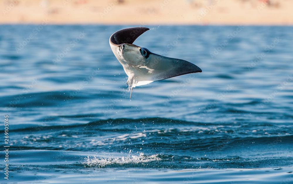 Spotted Eagle Ray Jumping Out Water