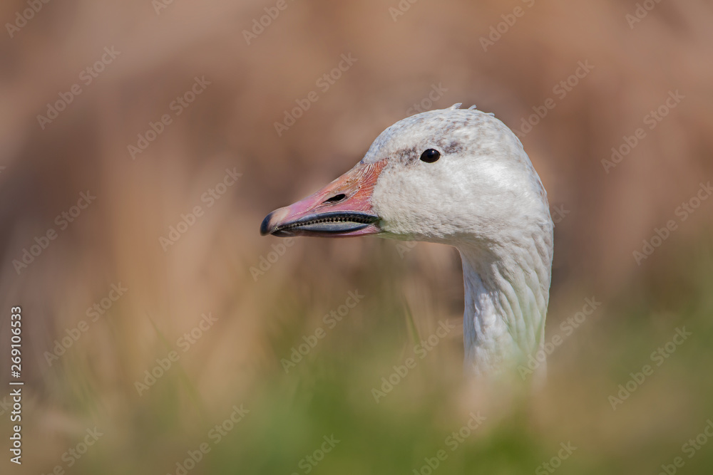 Portrait of Snow Goose sticking out its head in grass field Stock Photo ...