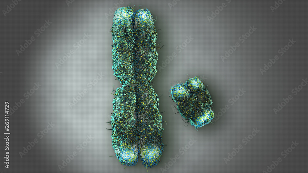 X and Y Chromosomes Stock Illustration | Adobe Stock