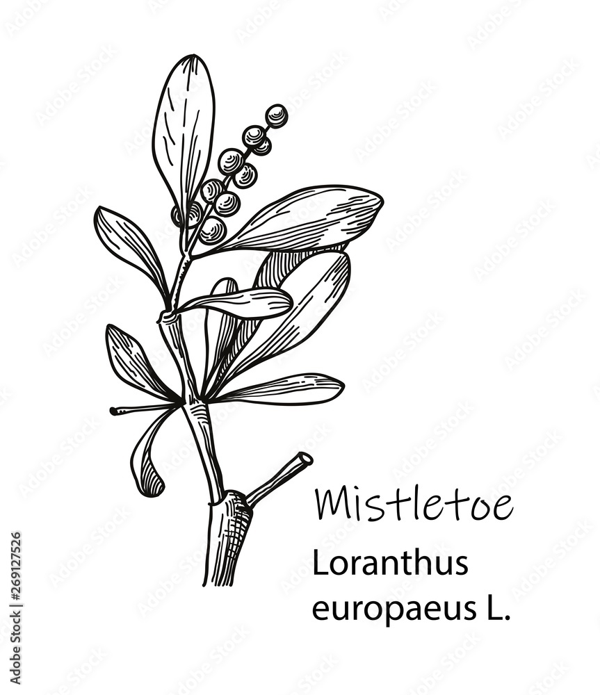 Mistletoe hand drawn ink botanical illustration. Vector black and white ...