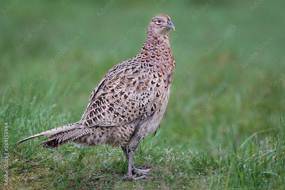 Ringneck Pheasant Hen