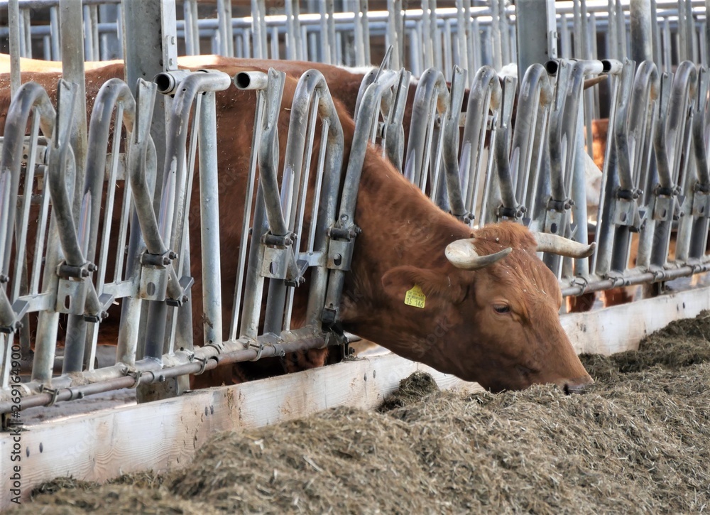 Stier beim Fressen Stock Photo | Adobe Stock