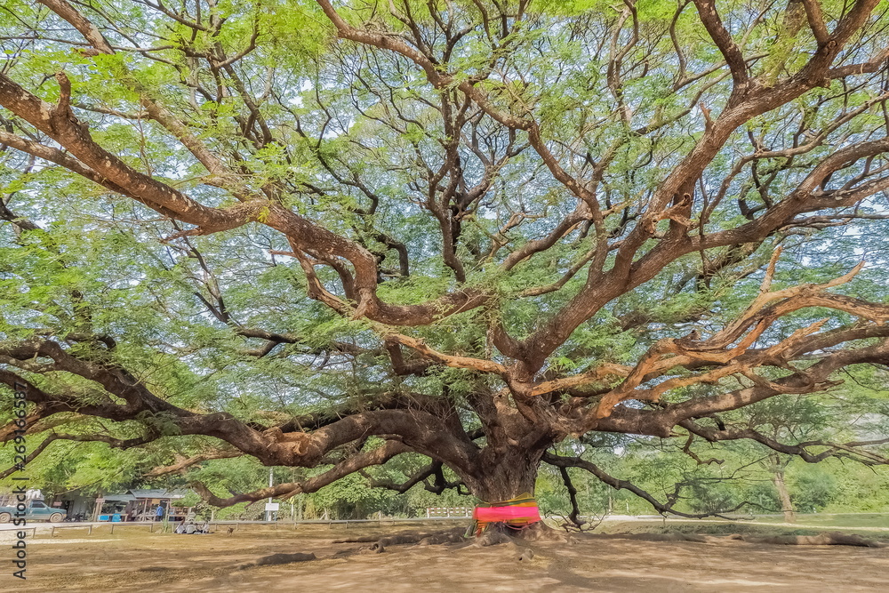 Foto de Beautiful Green Leaves with many branches of Giant Monkey Pod ...