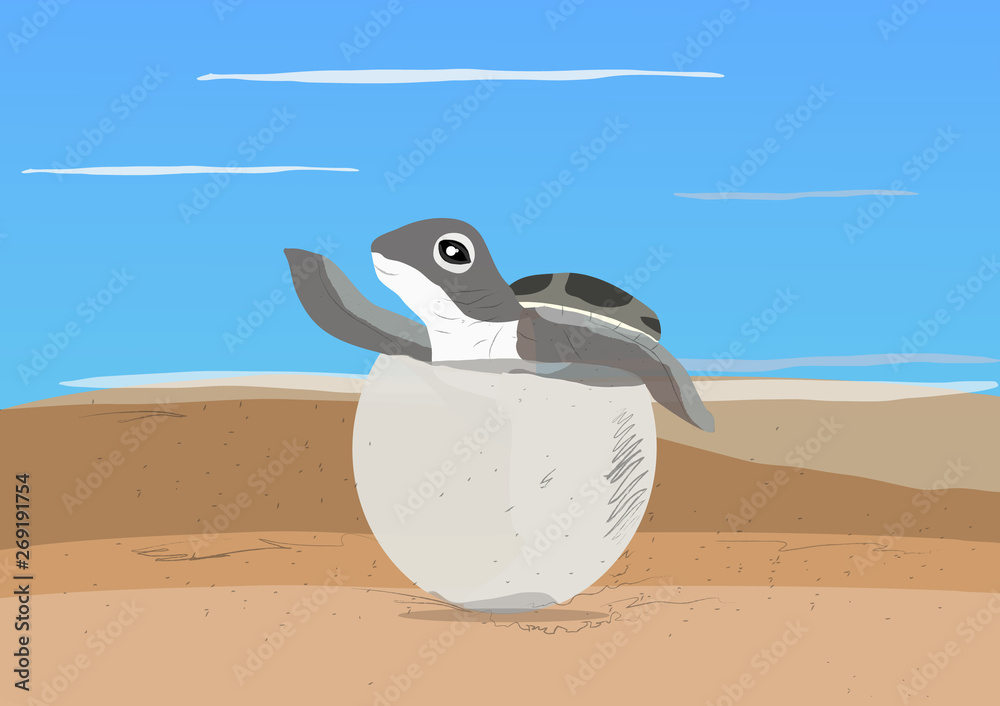 The illustration of sea turtle hatch, lay and out from egg for World ...