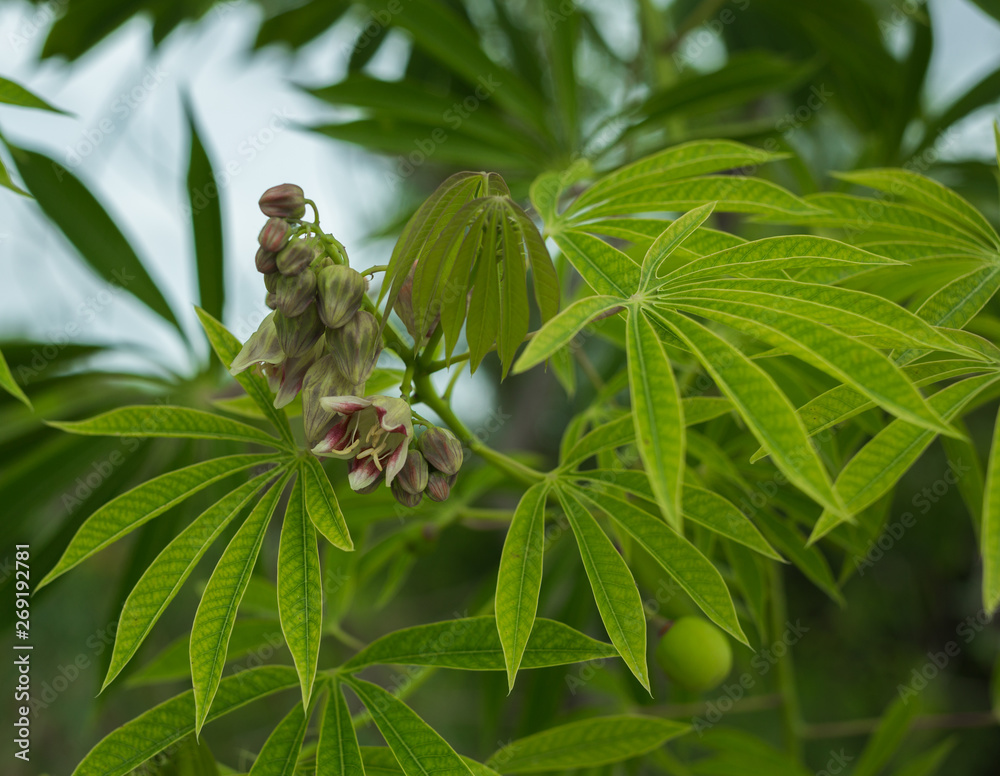 Cassava Flowers