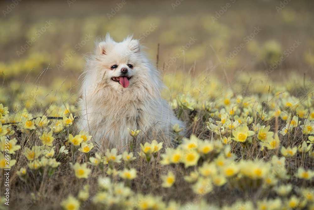 What Dog Is Considered The Stone Age Dog