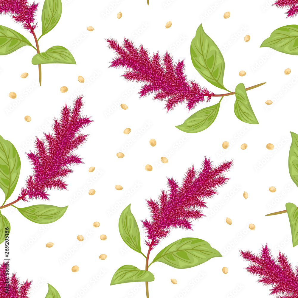 Amaranth plant and seeds seamless pattern on white background. Vector ...