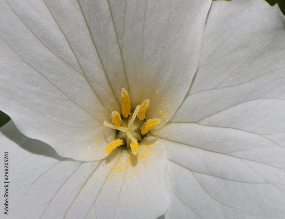 The Official Flower Of Ontario | Best Flower Site