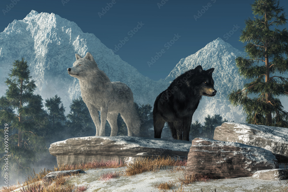 Two wolves stand upon a snow covered rock deep in the North American ...