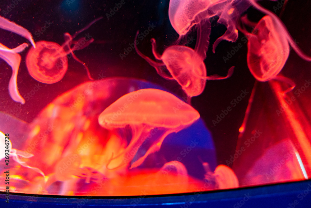 Medusa backlit red neon light Stock Photo | Adobe Stock