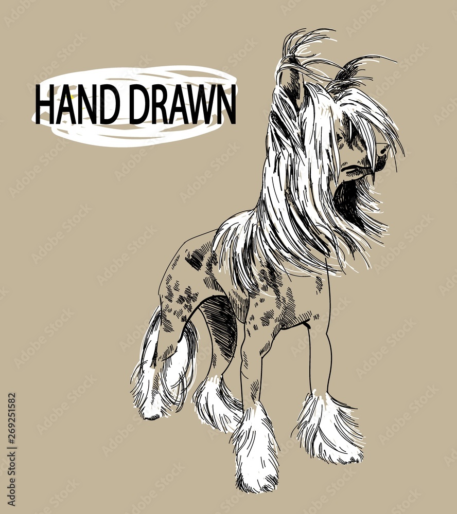 Chinese Crested Dog. Drawing by hand in vintage style. The dog stands ...