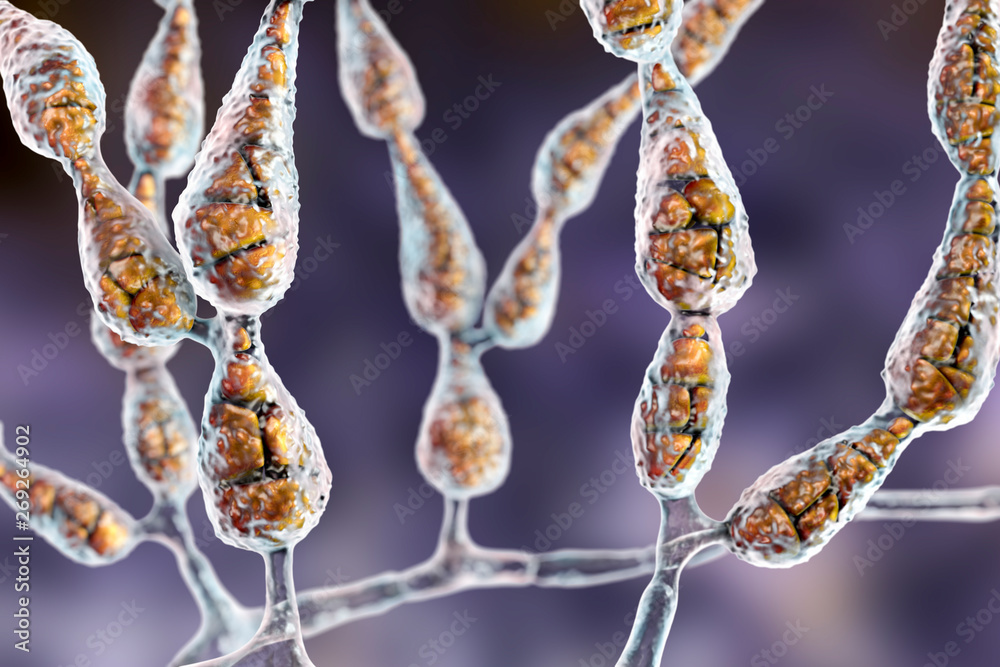 Mold Alternaria alternata, allergic fungus, 3D illustration. Alternaria ...