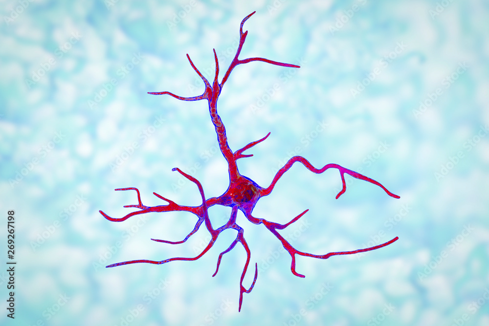 Astrocyte, a brain glial cell, 3D illustration. Astrocytes, also known ...