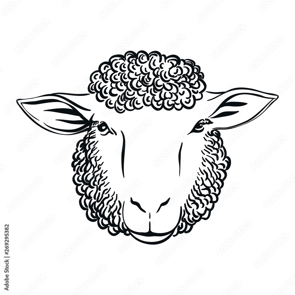 How To Draw A Sheep Face