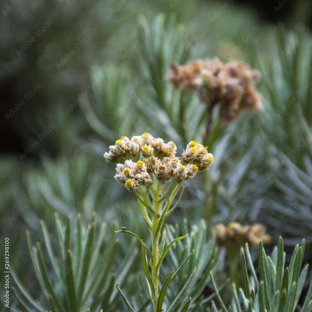 A close up of Anaphalis javanica or known as Java Edelweiss flower that ...
