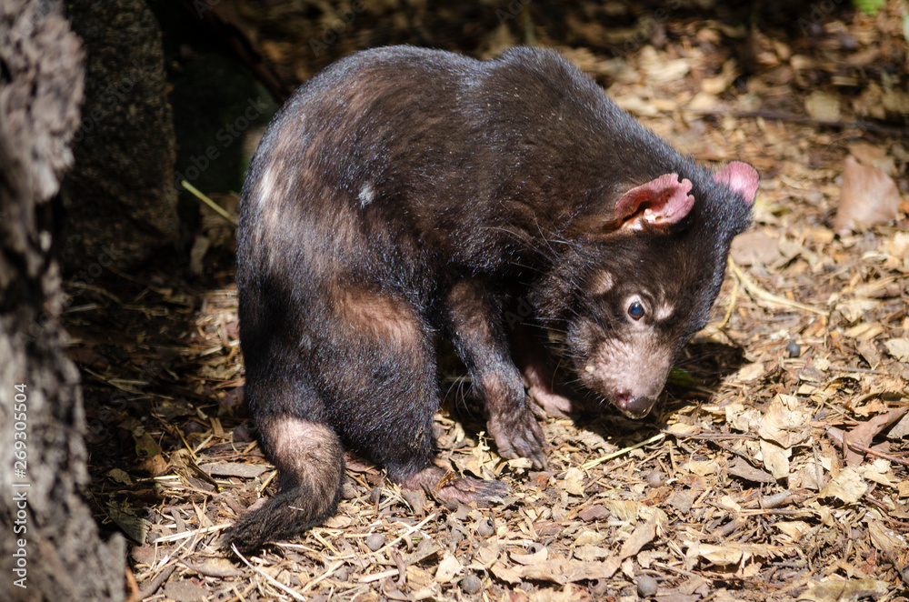tasman devil, australian native species Stock Photo | Adobe Stock