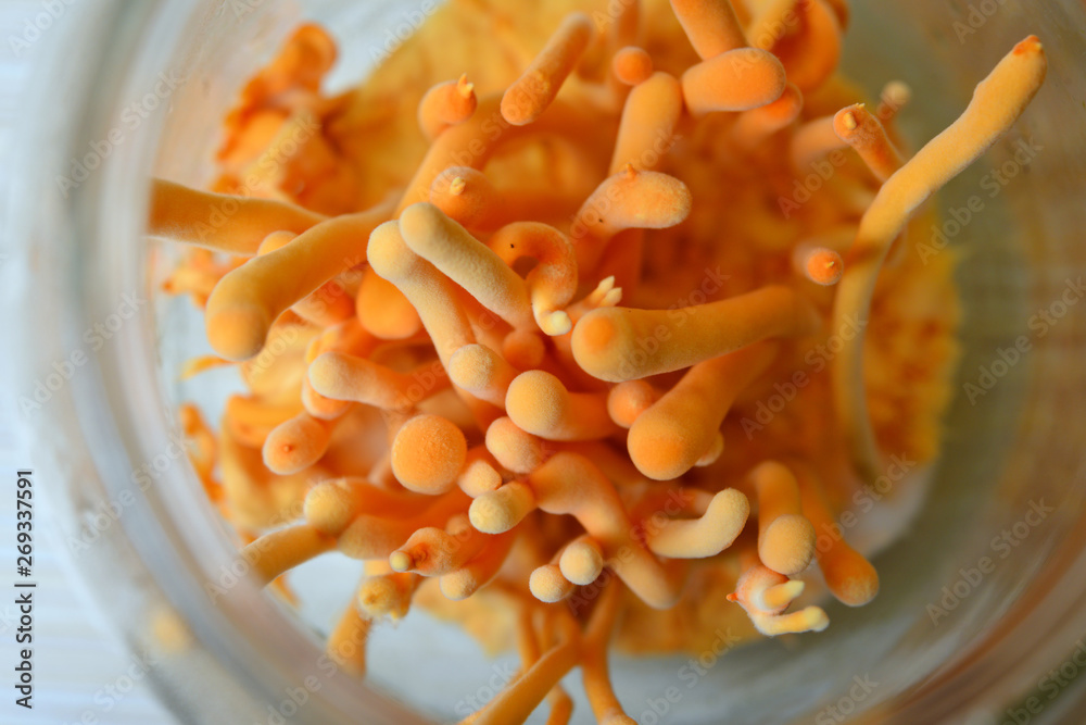Ophiocordyceps sinensis, Cordyceps militaris in Glass bottles within ...