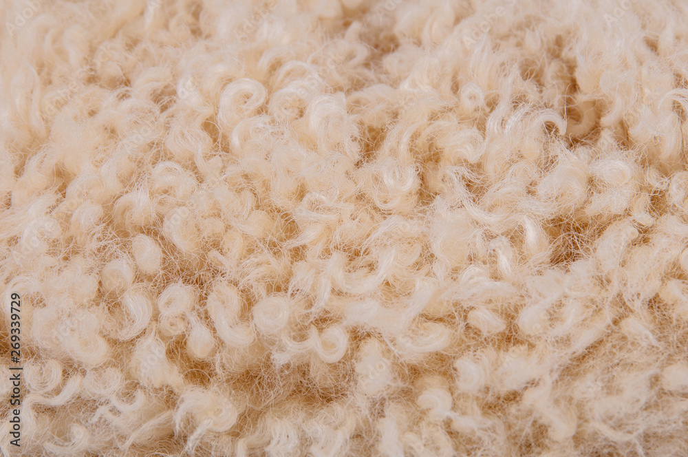 Sheep Wool Texture
