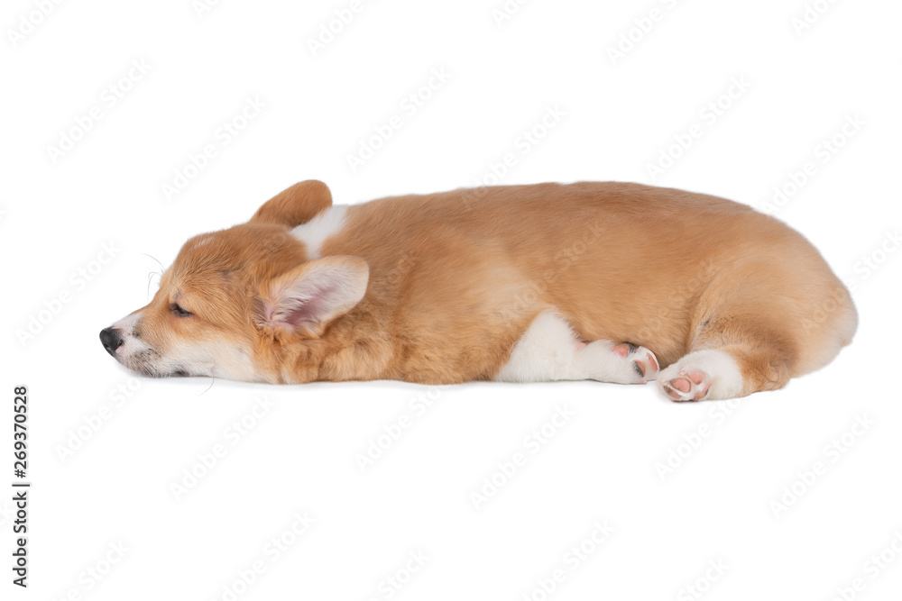Welsh Corgi Puppies Sleeping