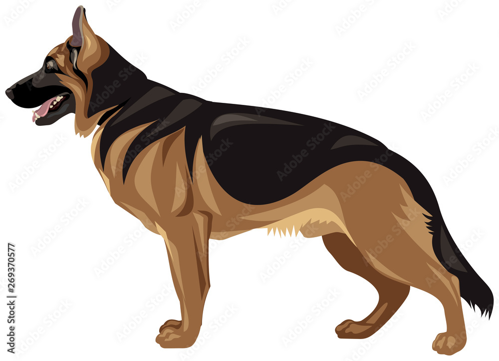 German shepherd dog breed realistic color vector illustration from the ...