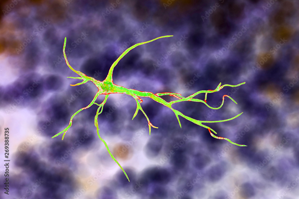 Astrocyte, a brain glial cell, 3D illustration. Astrocytes, also known ...