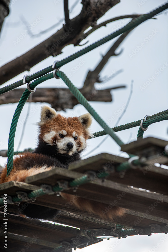 Lesser Panda relaxing himself on a suspension bridge over a walking ...