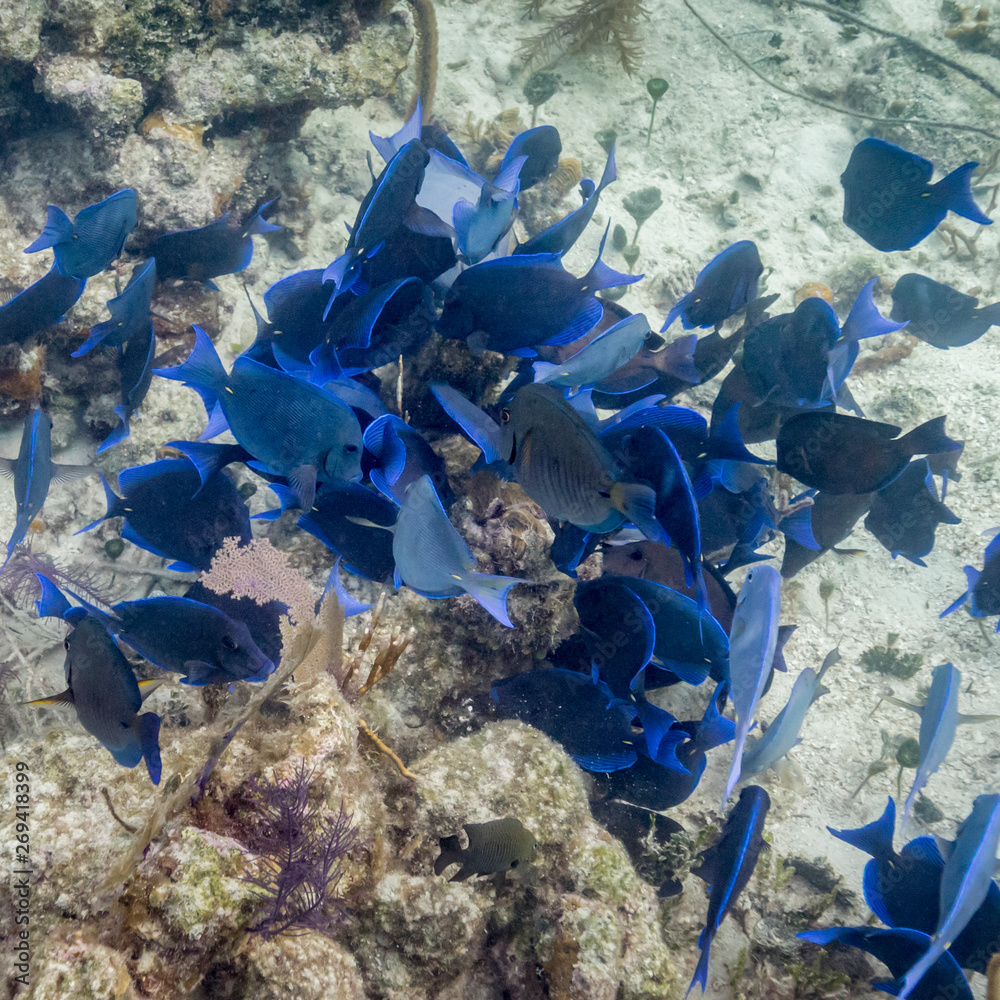Foto de Fish and corals underwater, Turneffe Atoll, Belize Barrier Reef ...
