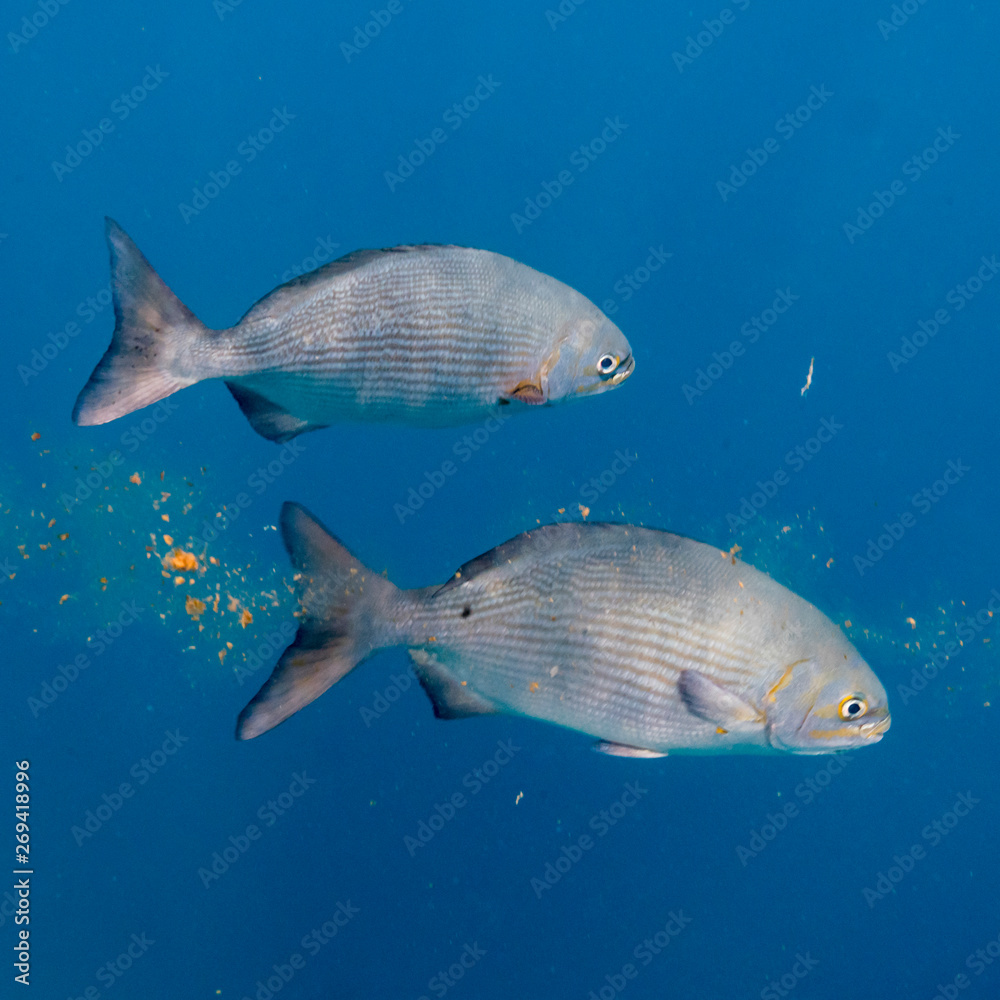 Foto de Fish underwater, Great Blue Hole, Belize Barrier Reef ...