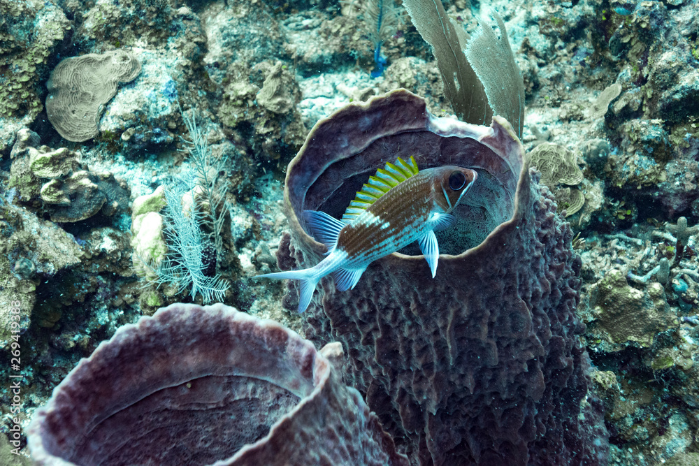 Fish with Tube Sponge Coral underwater, Three Amigos, Turneffe Atoll ...