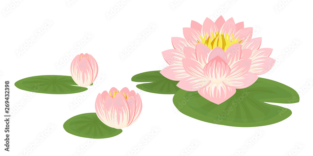 Water Lily Leaf Vector