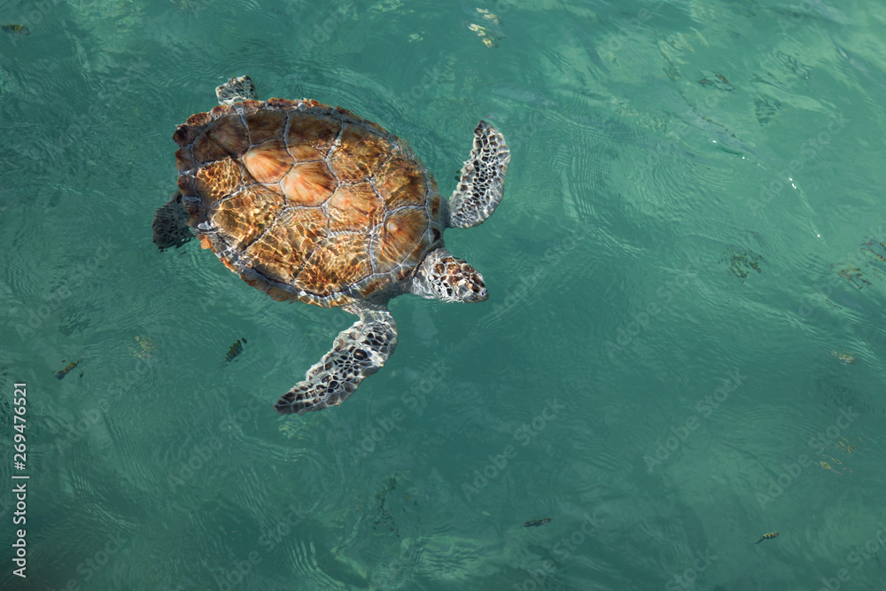 Full body overhead view, endangered painted hawksbill sea turtle in ...