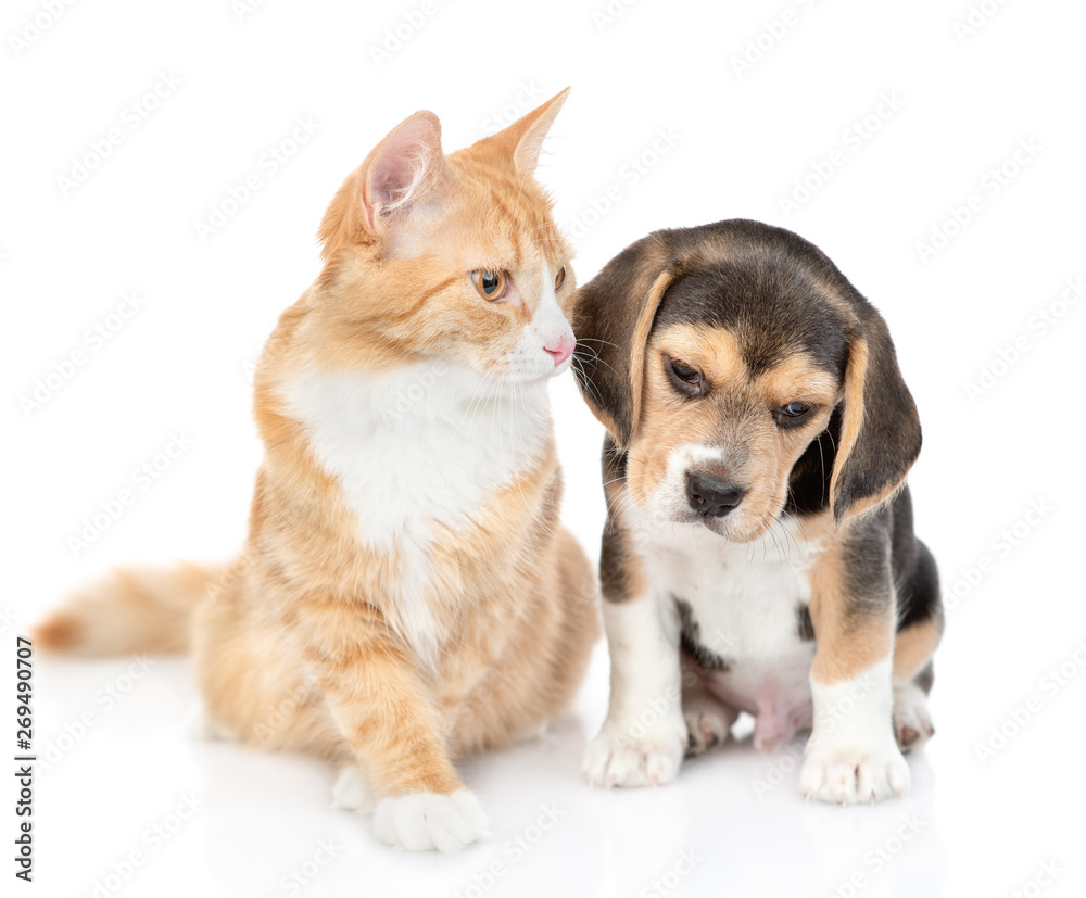 Do Beagles Get Along With Cats
