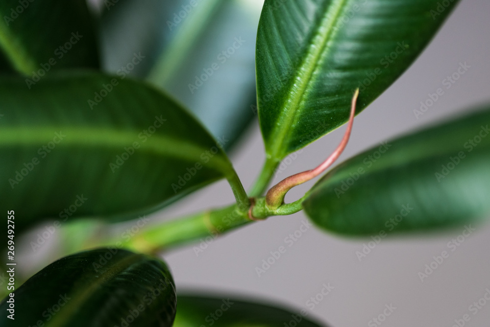 Foto de Rubber fig's big smooth green leaf ficus benjamina, ficus ...