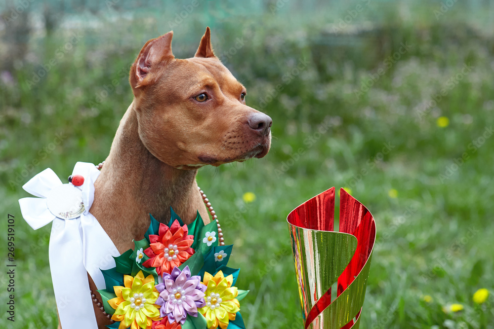 Pitbull Red Nose Female