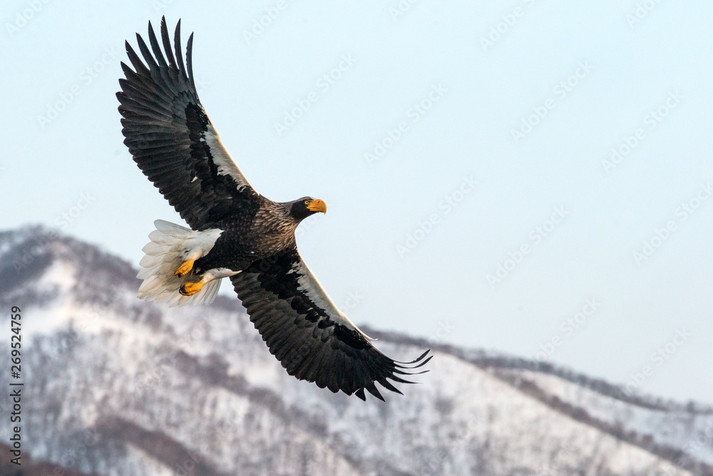 White-tailed eagle flying in front of winter mountains scenery in ...