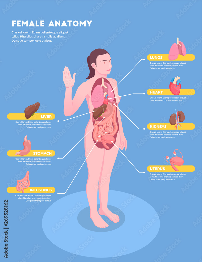 Female Anatomy Isometric Infographics Stock Vector Adobe Stock