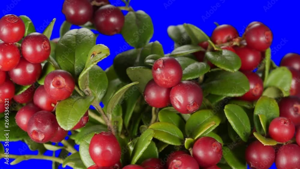 Cowberry berries seamless rotation with alpha channel (codec: png+alpha ...