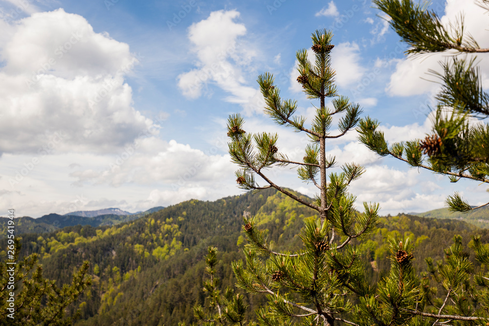 Nadelbaum in der Naturlandschaft. Needle tree with beautiful panorama ...