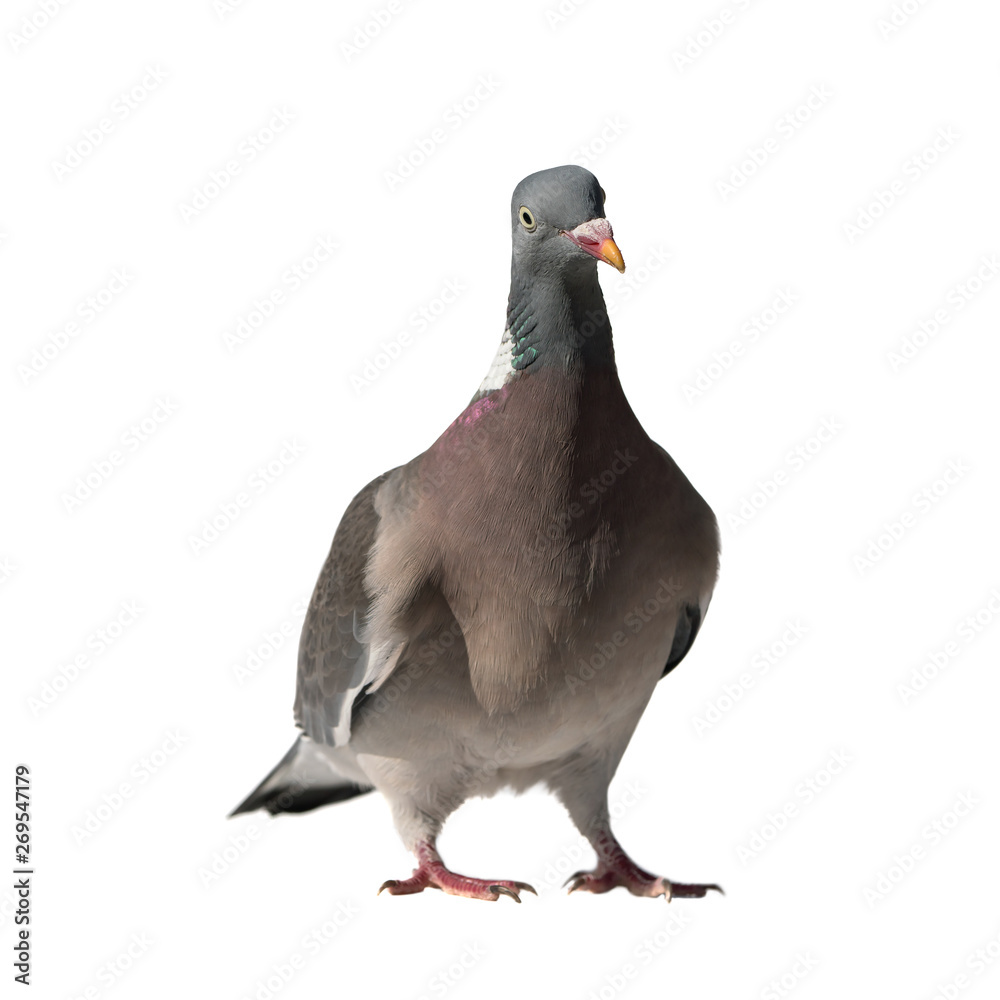Pigeon Head Front View