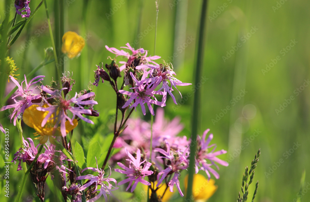 Close up of beautiful pink Ragged robin flowers. Also known as Lychnis ...